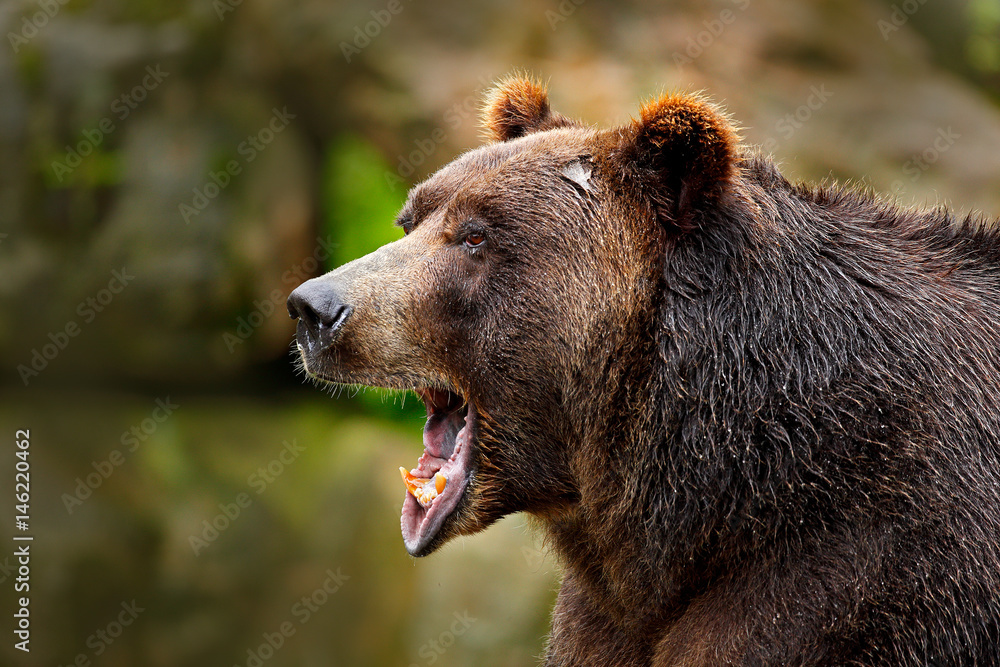 Bear with open muzzle. Portrait of brown bear. Detail face portrait of ...