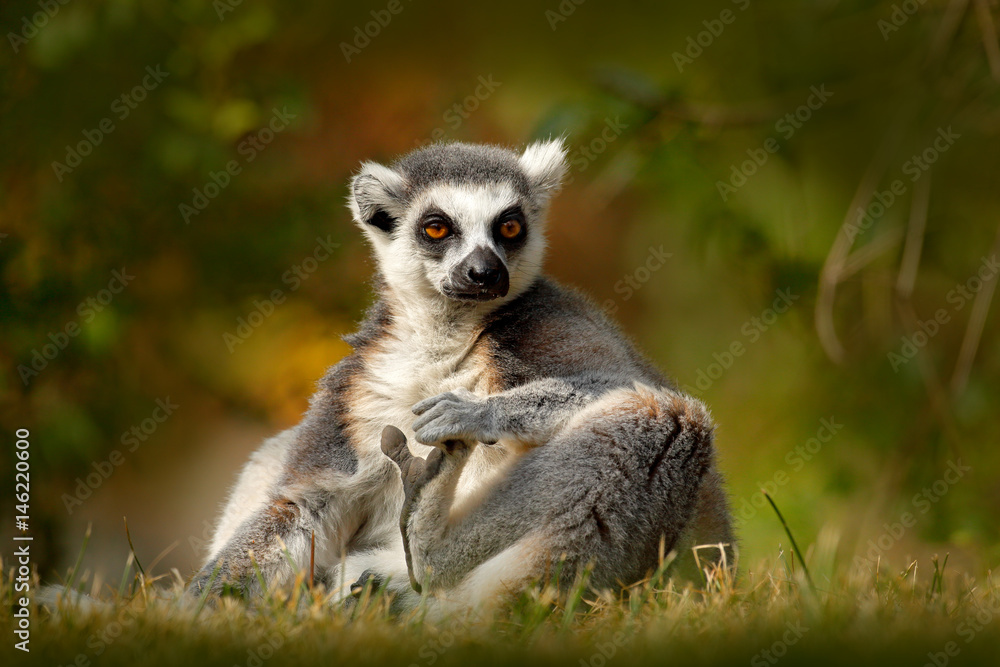 Relaxed Cute Animals