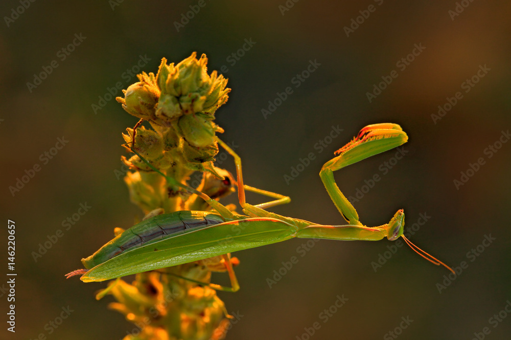Mantis on flower, Mantis religiosa, beautiful evening sun, Czech ...