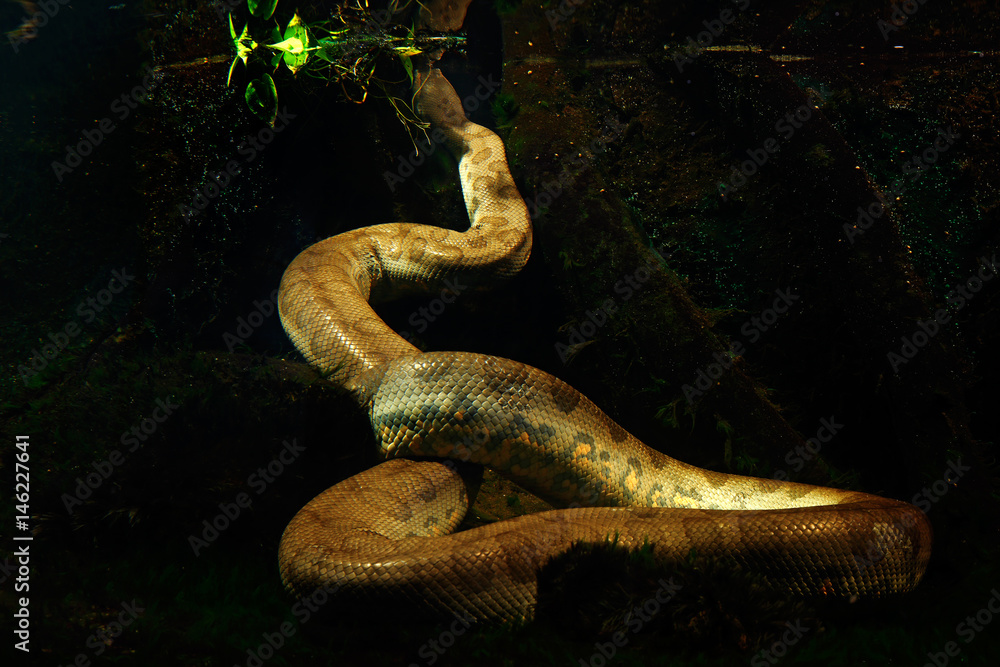 Amazon Anaconda Underwater