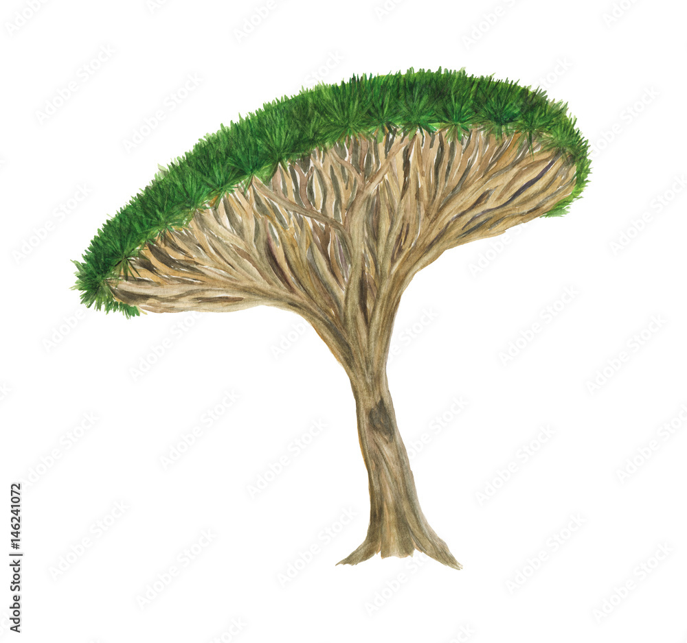 Isolated watercolor painting dragon tree over white background Stock ...