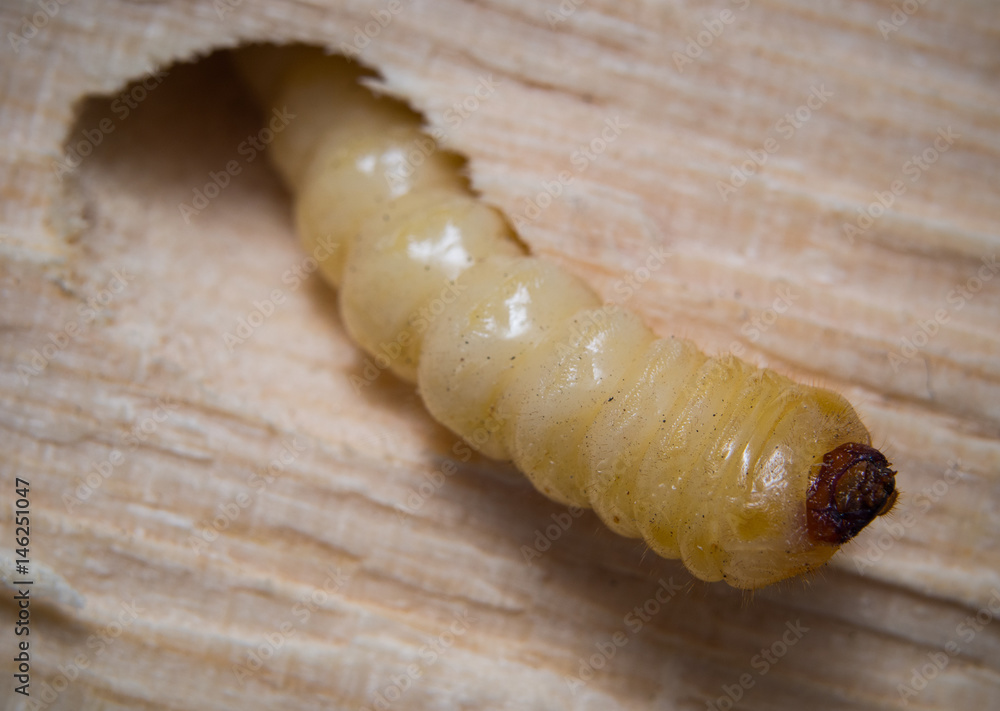 Cerambycidae Larvae