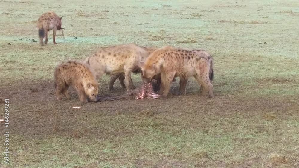 clan of hyenas eating carrion in savanna at africa Stock ビデオ | Adobe Stock