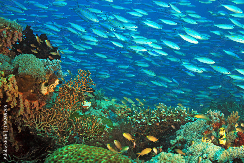 Schooling Fusiliers over a Colorful Coral Reef. Gam, Raja Ampat ...