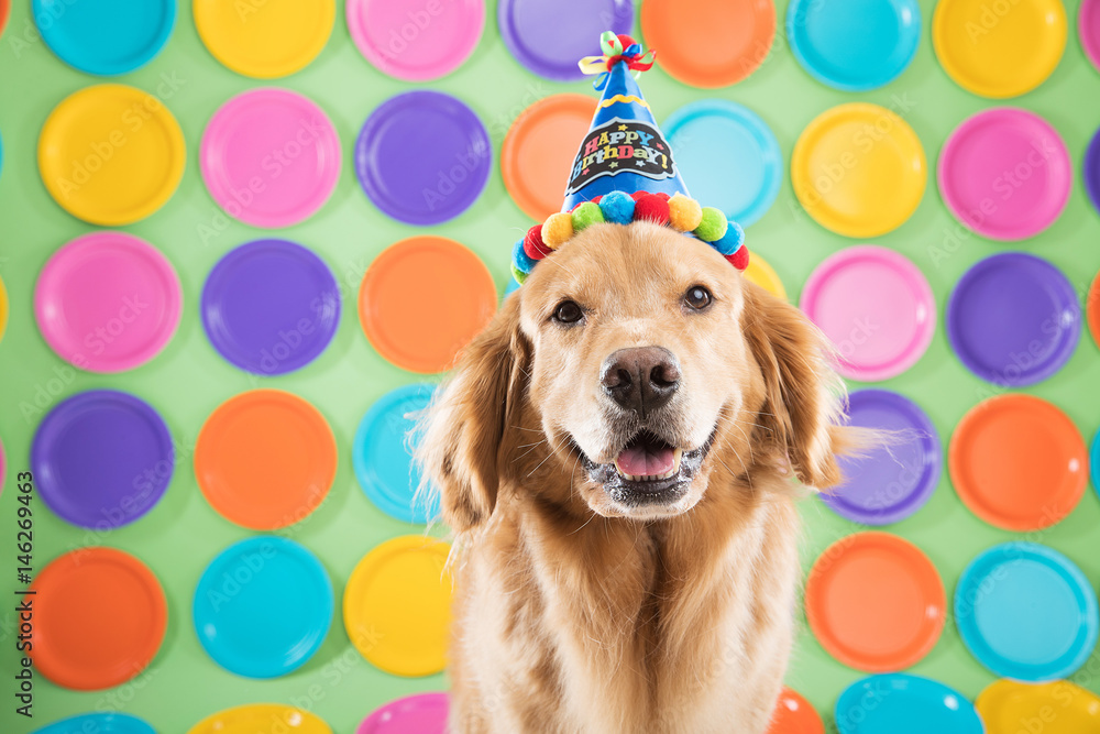 Golden Retriever Birthday Images Free - Infoupdate.org Golden Retriever Birthday Images Free - Infoupdate.org