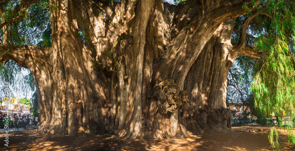 Arbol del Tule , Montezuma cypress tree in Tule. Oaxaca, Mexico Stock ...