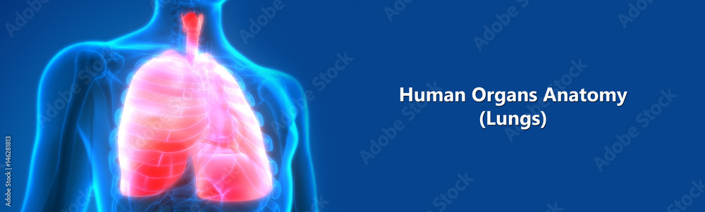 Human Body Organs (Lungs Anatomy) Stock Illustration | Adobe Stock