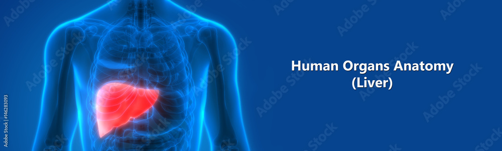 Human Body Organs Anatomy (Liver) Stock Illustration | Adobe Stock