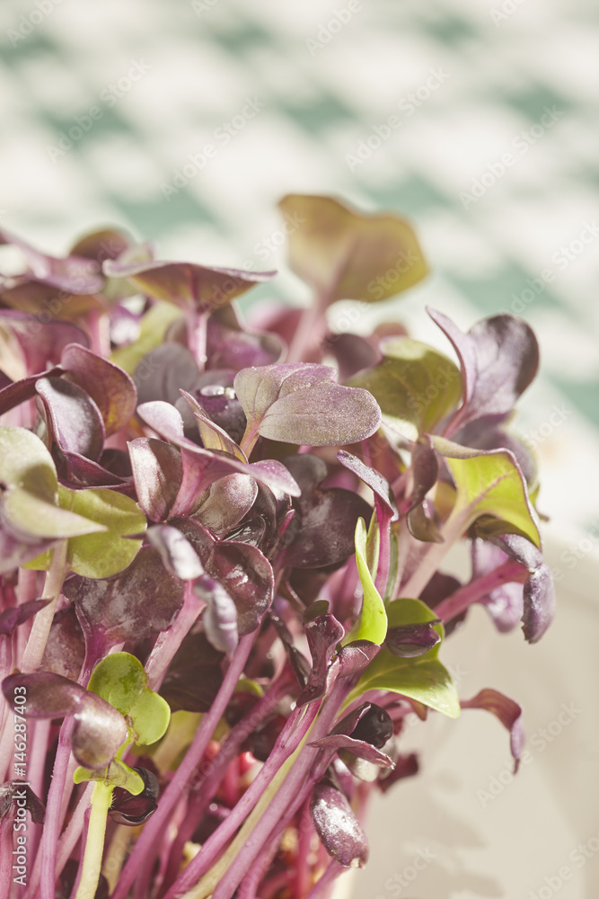 Sakura Cress, Japanese-style red and green radish sprouts Stock Photo ...