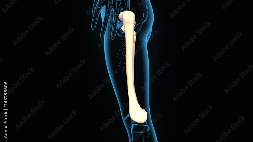 3d illustration human body femur anatomy Stock Illustration | Adobe Stock