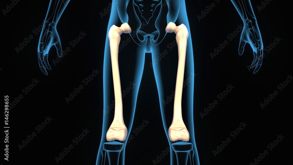 3d illustration human body femur anatomy Stock Illustration | Adobe Stock