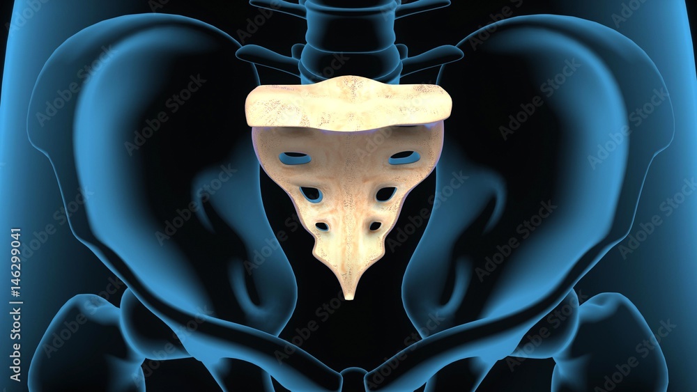 3d illustration human body sacral anatomy Stock Photo | Adobe Stock