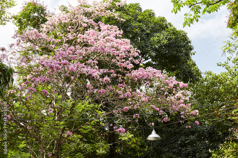 Pink flowers Tabebuia rosea blossom also known as Pink trumpet tree ...