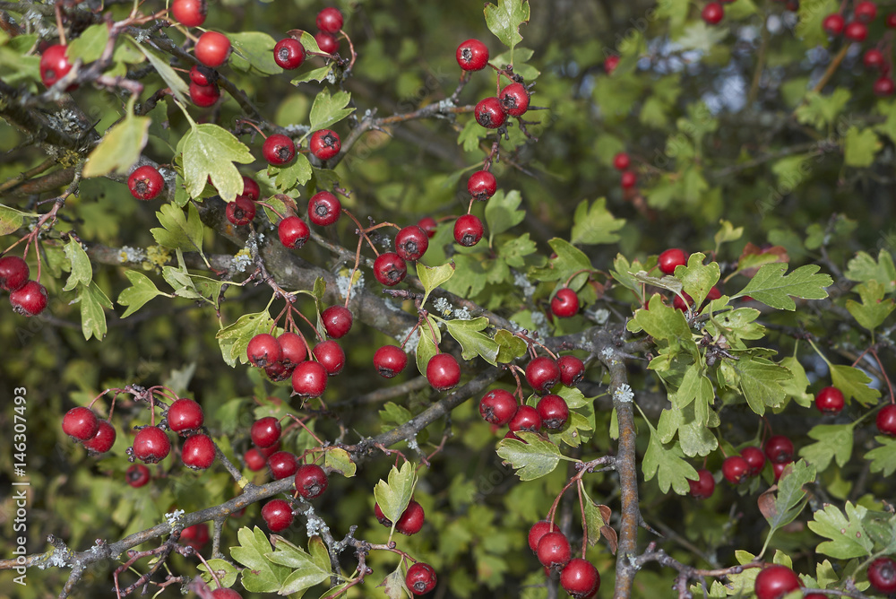 Crataegus monogyna close up Stock Photo | Adobe Stock