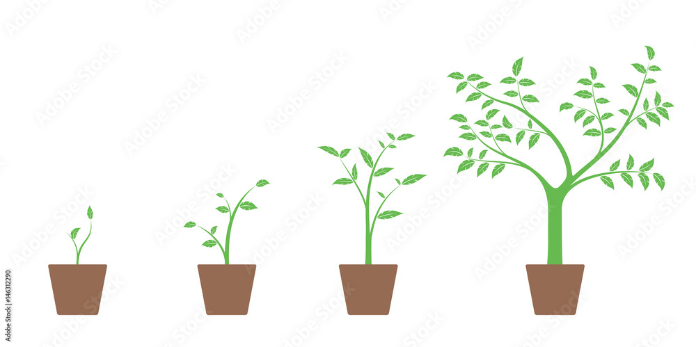 Realistic set of vector illustrations of growth phases of green plant ...