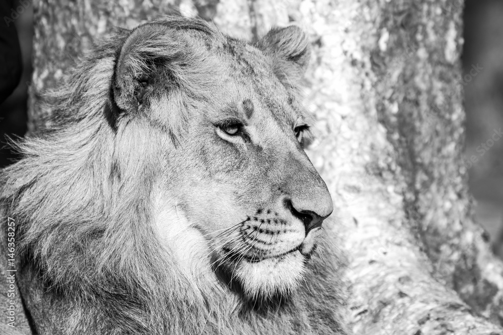 lion Stock Photo | Adobe Stock