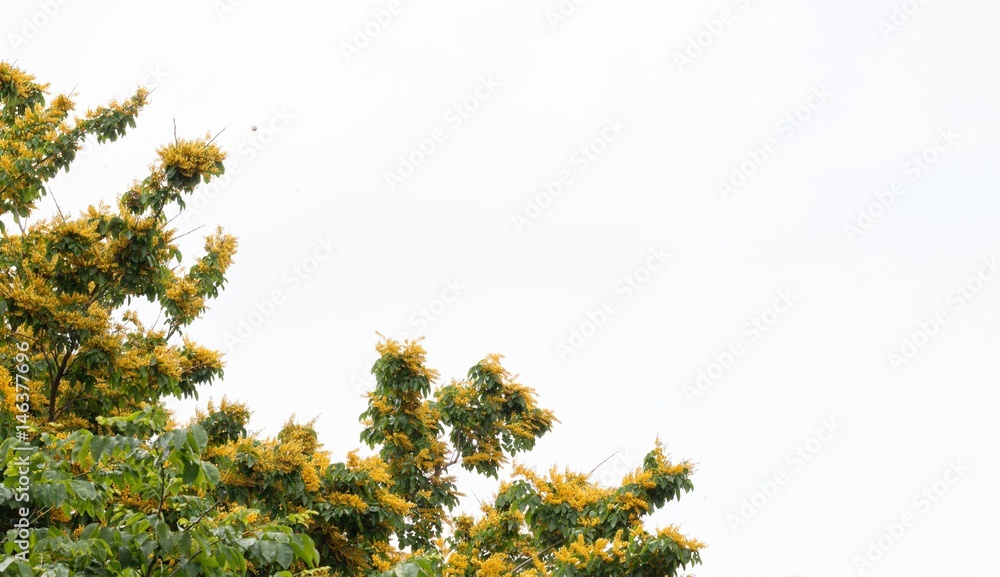 Paduak flower is referred to as the national flower of Burma and is ...