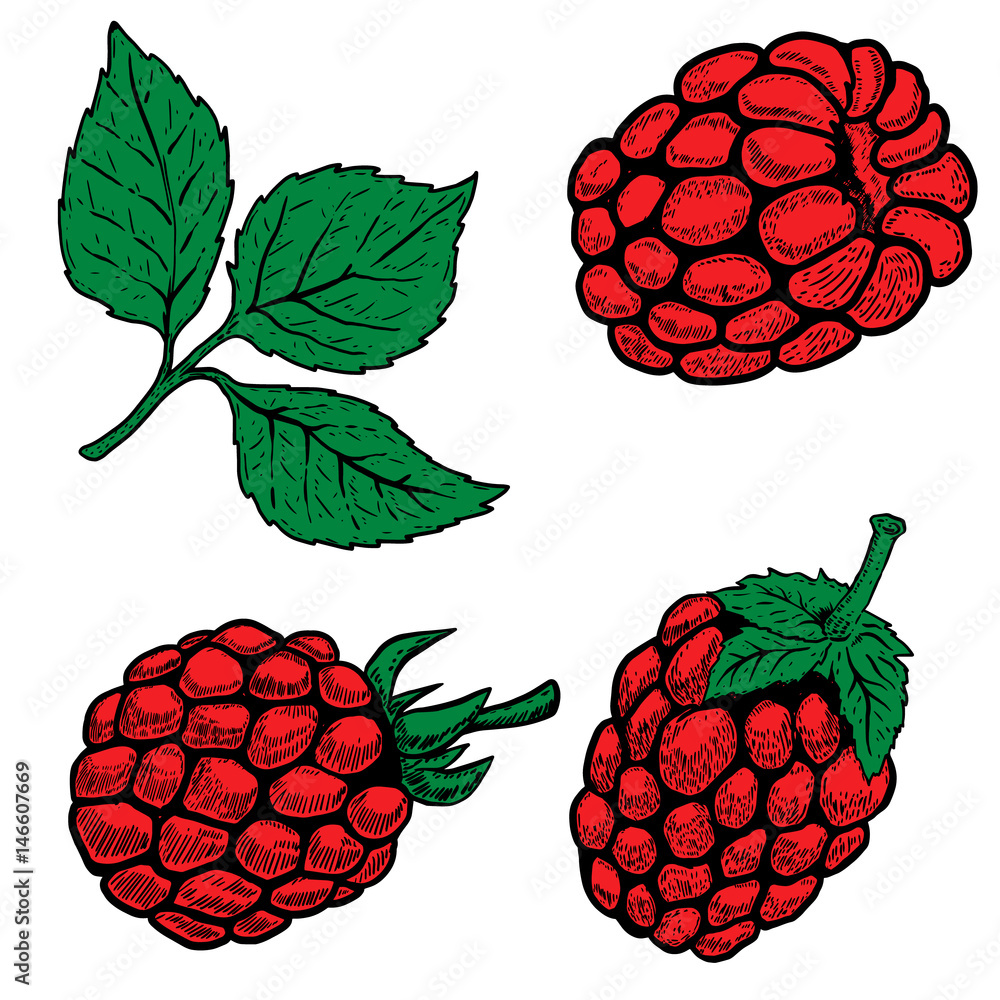 Set of hand drawn raspberries isolated on white background. Design ...