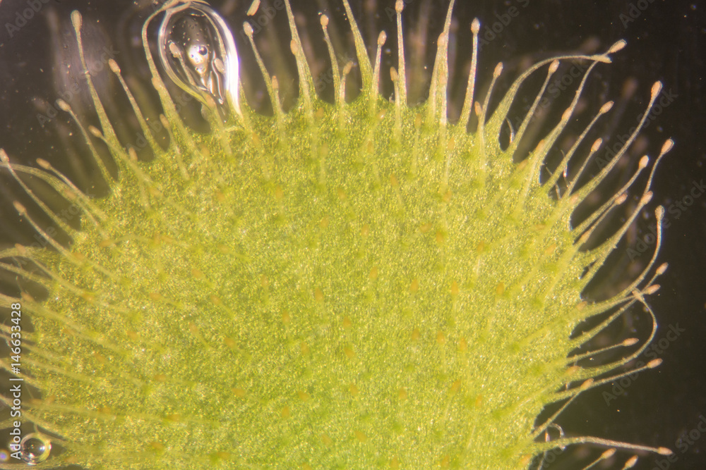 Tissue structure of plant (Drosera) under the microscope for education ...