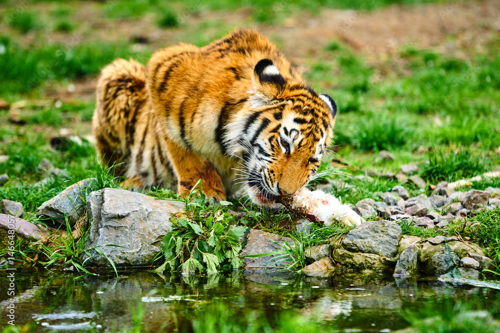 Siberian Tigers Eating