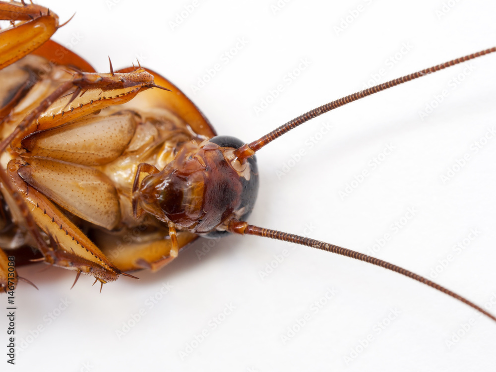 Closeup cockroach show details since mid body to the head on a white ...