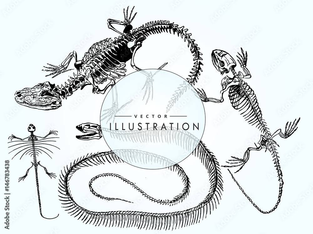 Skeleton of a lizard, a dinosaur - a realistic, detailed sketch Stock ...