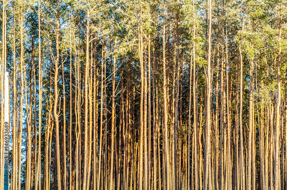 Coniferous forest background of trunks of long smooth trees boles of ...