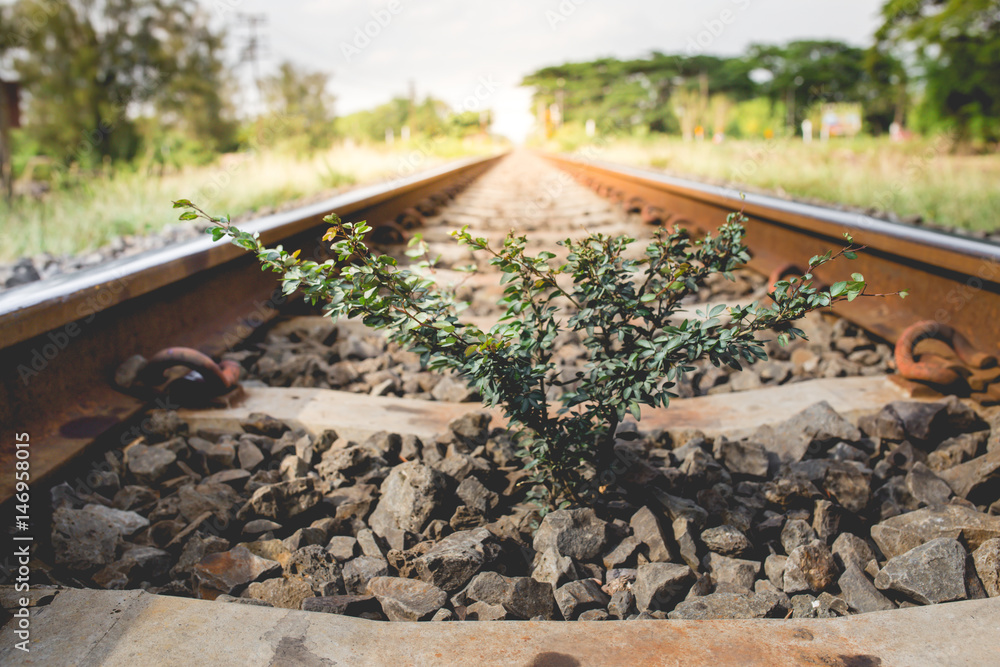 Small tree growing on railroad Stock Photo | Adobe Stock