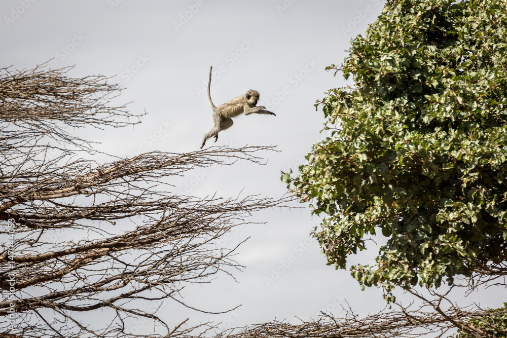 African Monkeys In Tree