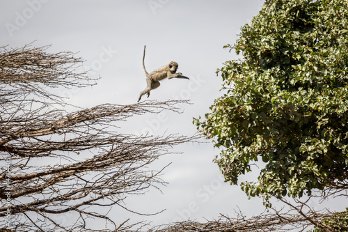 Monkeys Jumping In Trees