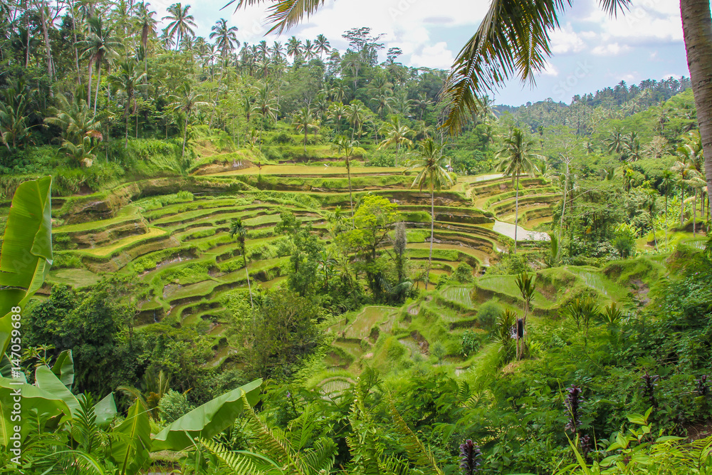 Overview of a large Balinese rice field with terraces Stock Photo ...