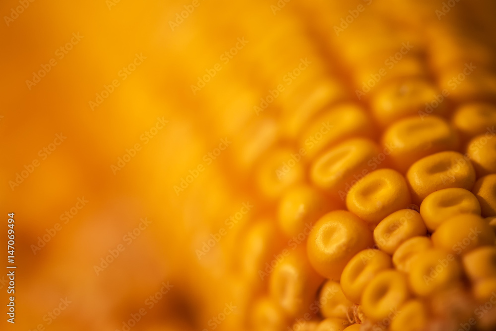 Poster Corn maize cob – Wall Art | UkPosters