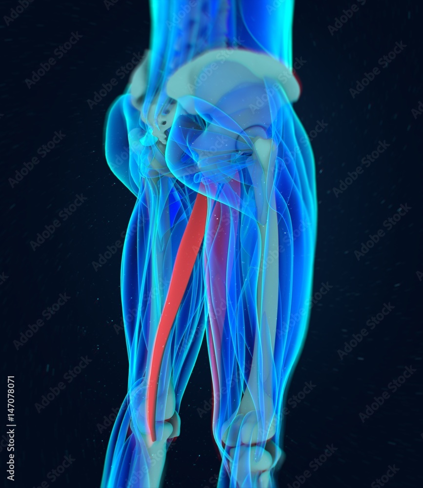 Gracilis Muscle. Female muscle anatomy. 3d illustration Stock ...