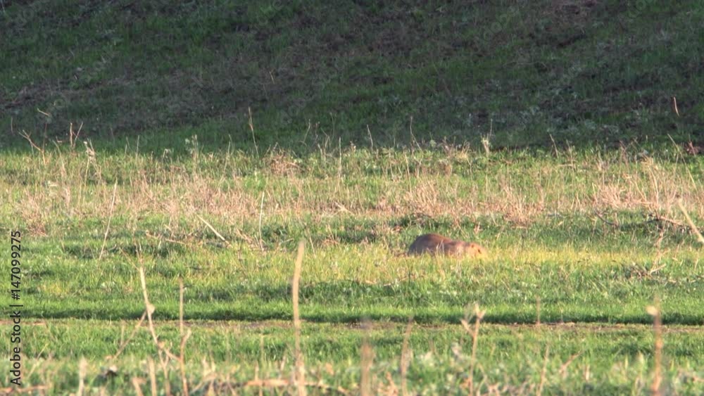 Gopher in the wild. Gopher crawls across the meadow and eats his food 1 ...