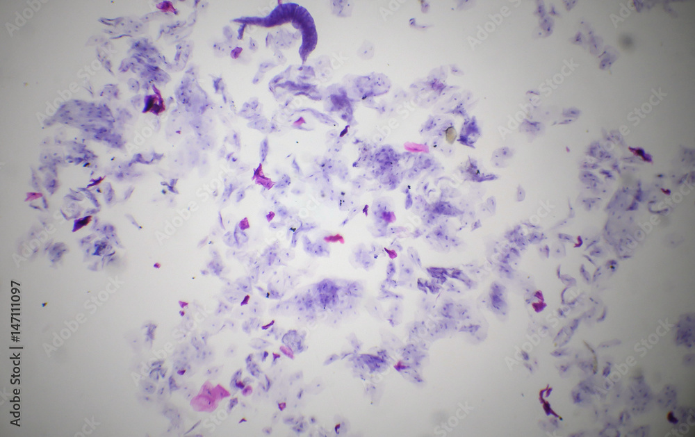 Oral cavity mucous membrane under the microscope Stock Photo | Adobe Stock