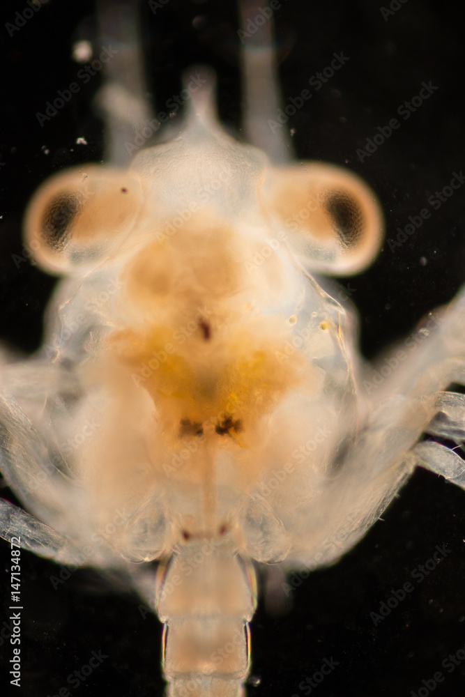 Crabs Under Microscope