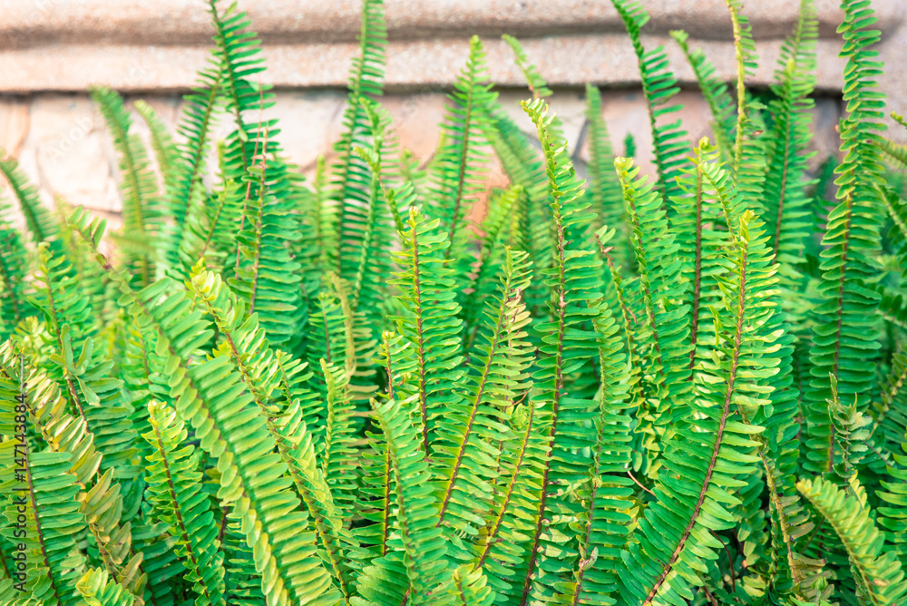 Nephrolepis exaltata (The Sword Fern) - a species of fern in the family ...