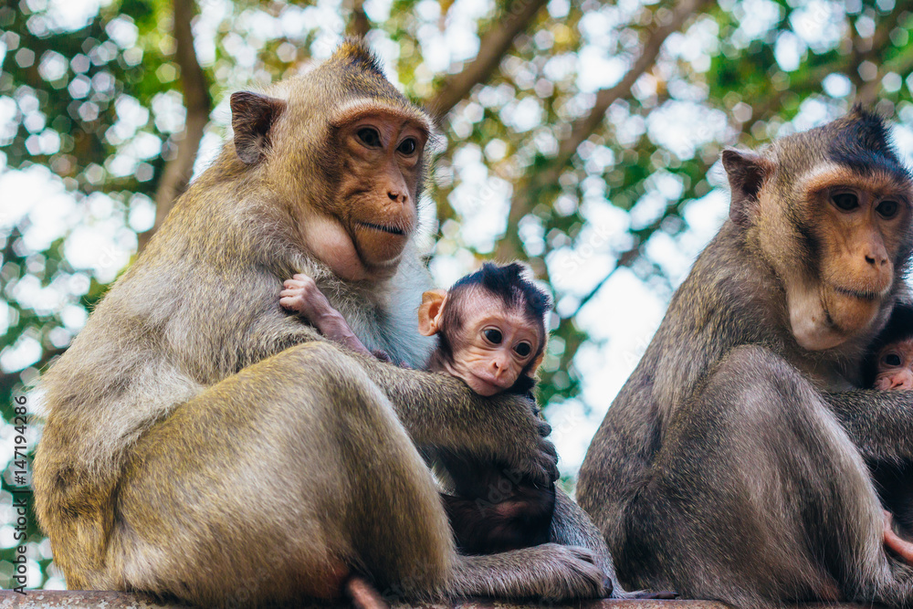 Tender moment in cynomolgus monkey family - mother and child ( Macaca ...