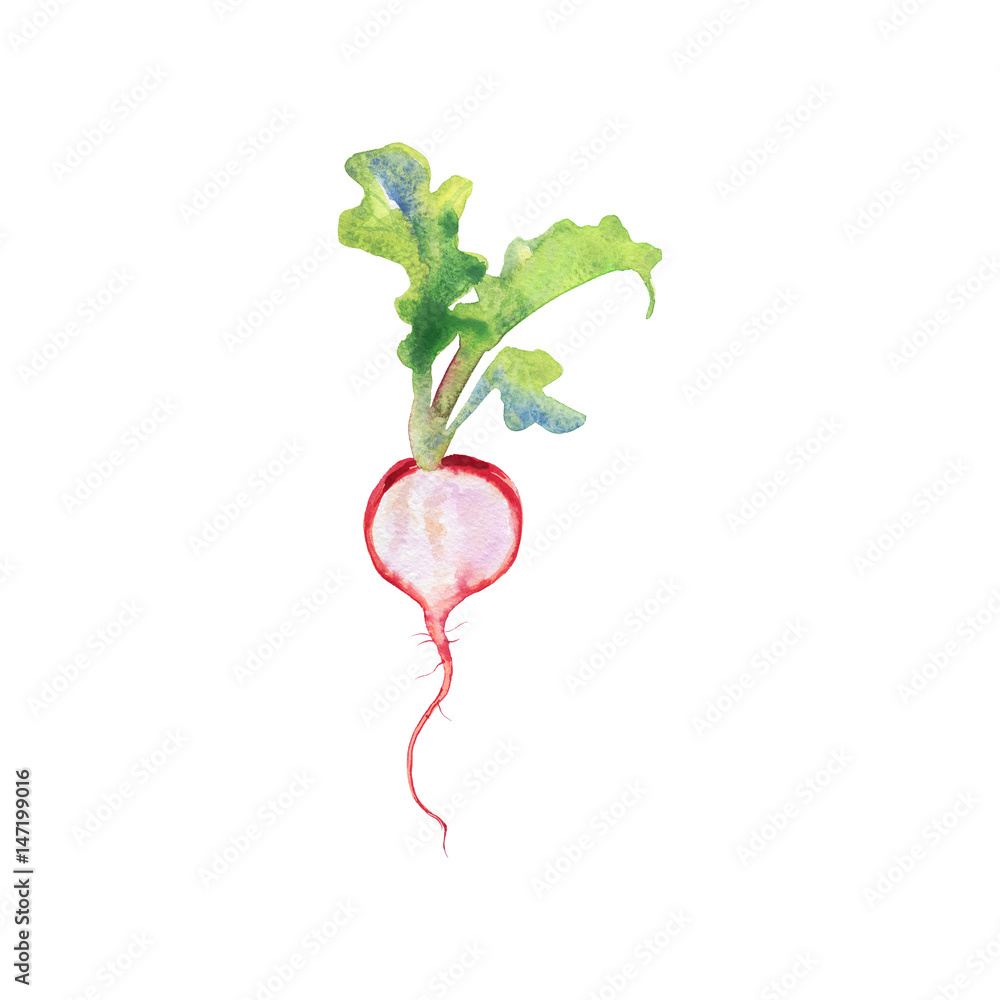 Radish Painting