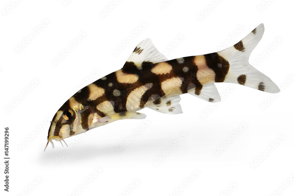 Burmese border loach catfish polka dot loach Botia kubotai aquarium ...
