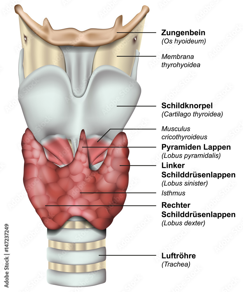 Anatomie der Schilddrüse mit deutsch lateinischer Beschreibung, vektor ...