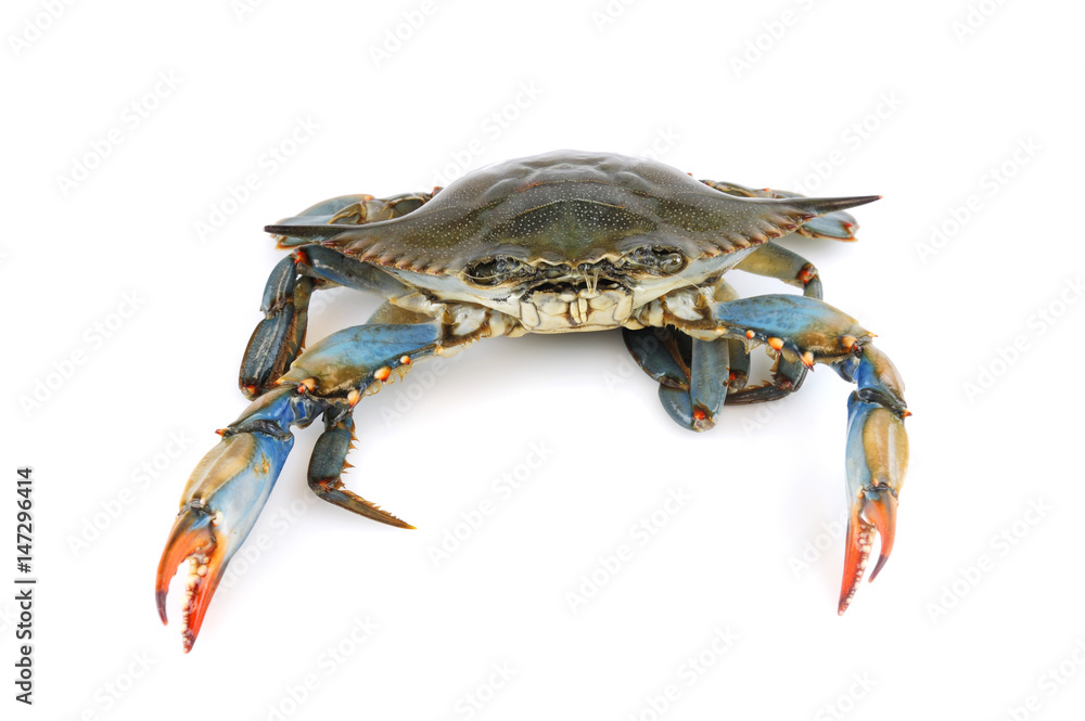 live blue crab isolated on white background Stock Photo | Adobe Stock