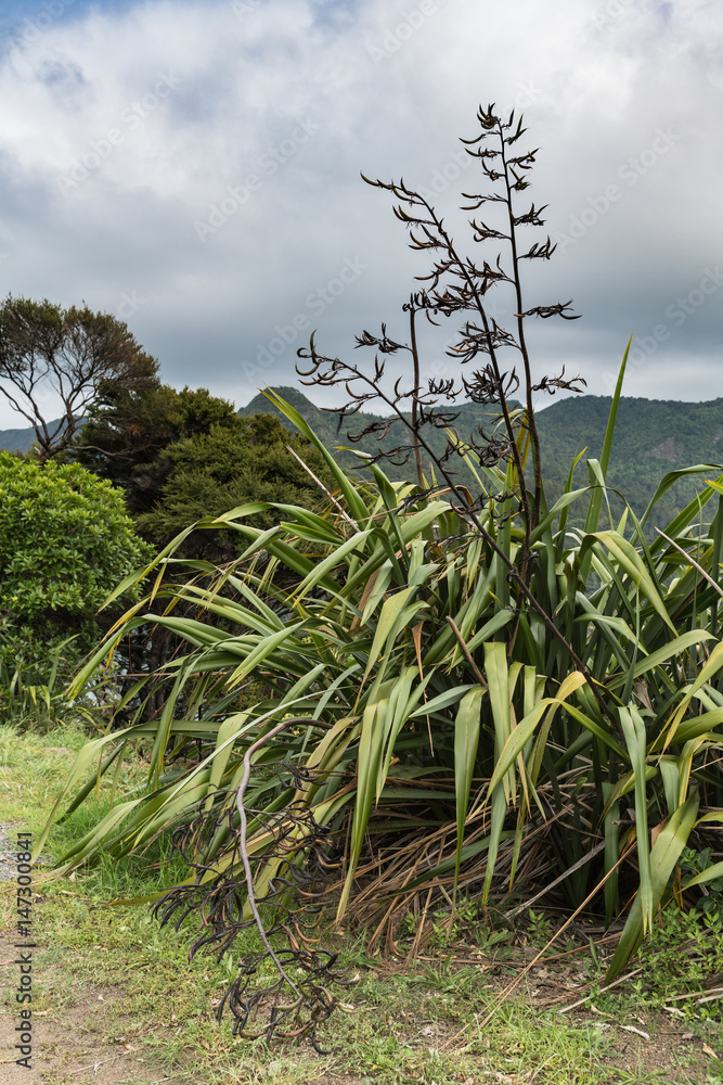 Auckland, New Zealand - March 2, 2017: the sturdy Harakeke plant shows stems with seed husks ...
