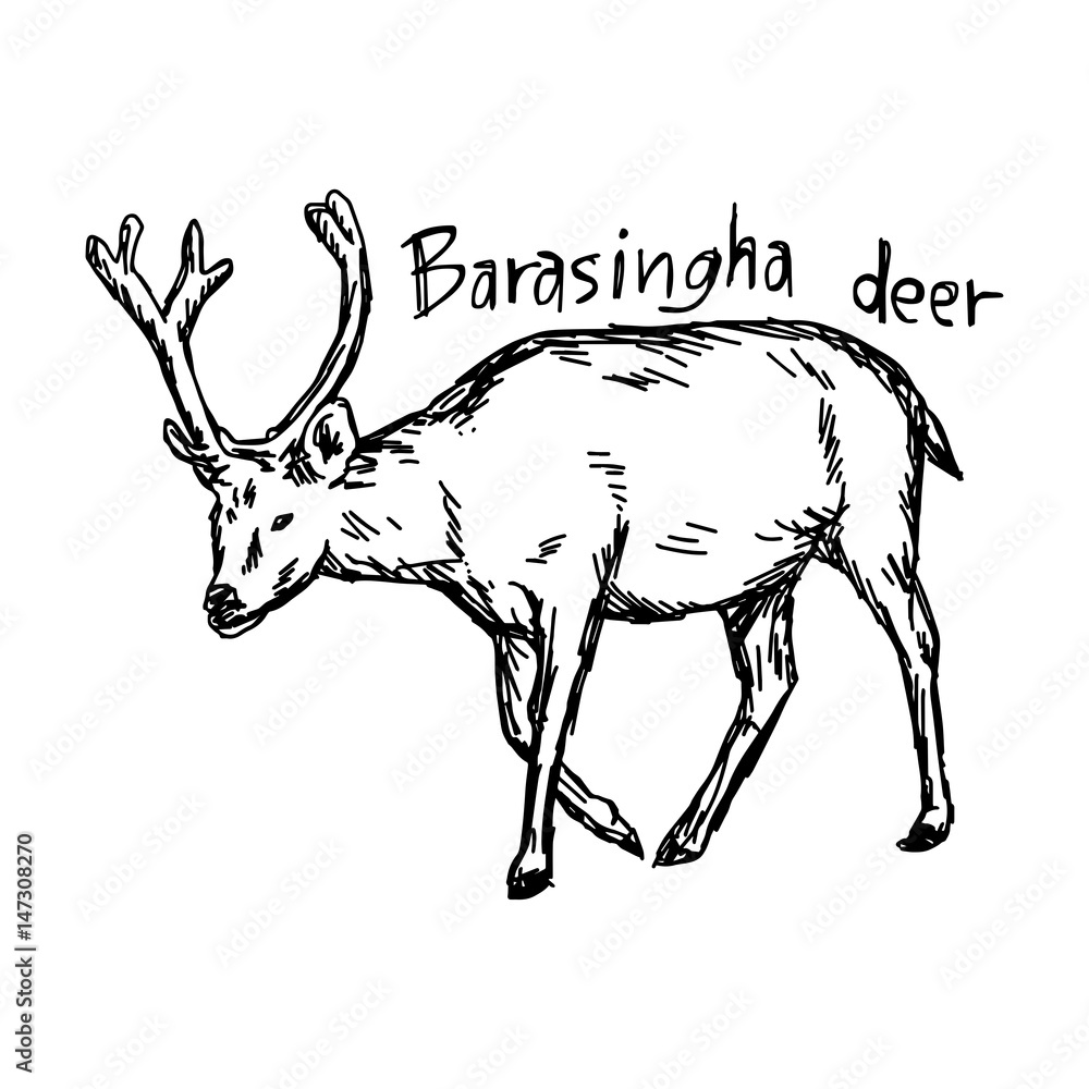 barasingha deer - vector illustration sketch hand drawn with black ...