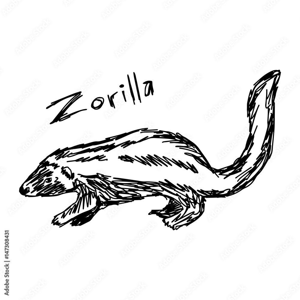 Zorilla Nz