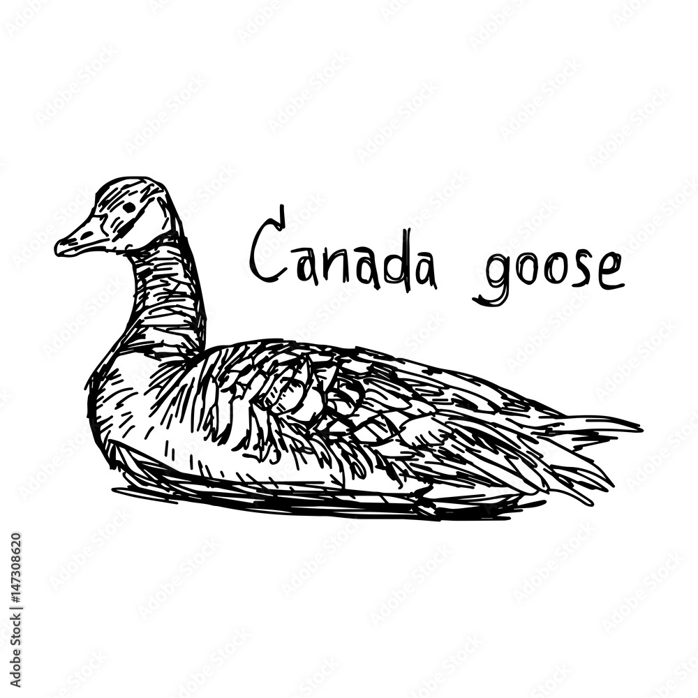 canada goose - vector illustration sketch hand drawn with black lines ...