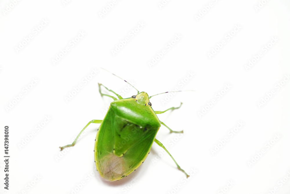 green insect or Chinch Bug in thailand Stock Photo | Adobe Stock