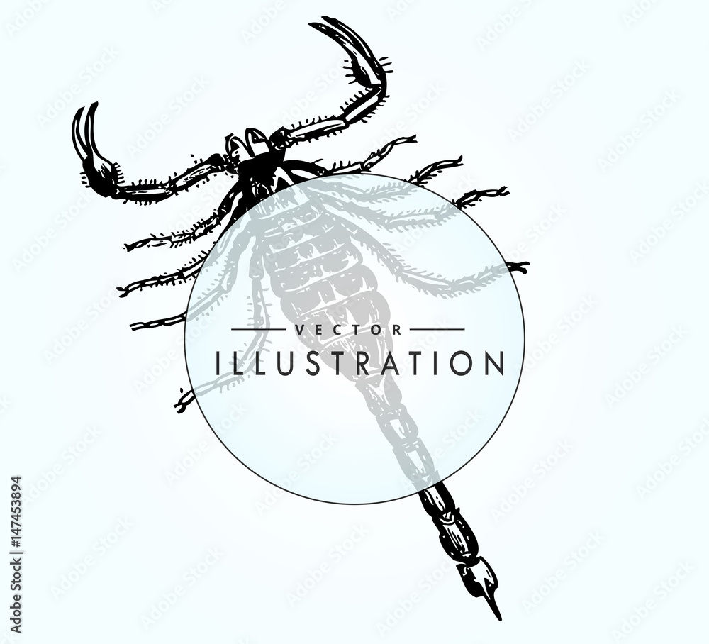 detailed and realistic sketch of a Scorpio is a dangerous venomous ...