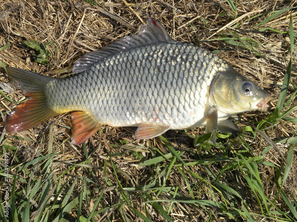 carpa Stock Photo | Adobe Stock