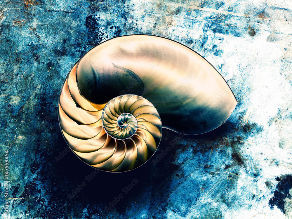 Nautilus shell on blue background Stock Photo | Adobe Stock